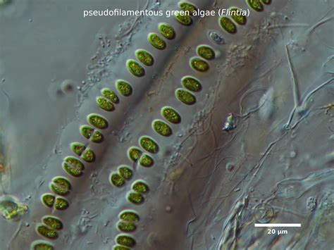 Freshwater Algae Key