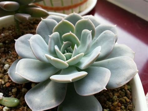 鲁氏石莲花 360百科