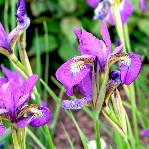 Iris Sibirica Sparkling Rose Baardloze Iris Wortelgoed 5 Stuks