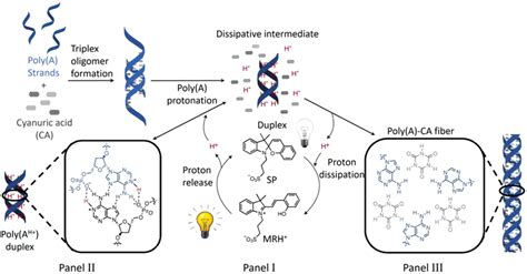 Transient Cyclic Thermallight‐induced Transitions Between Short Duplex Download Scientific