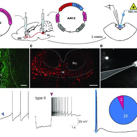 Electrophysiological Characterization Of Nucleus Incertus Neurons Download Scientific Diagram