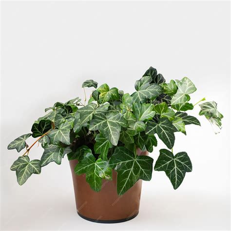 Premium Photo English Ivy Plant On White Background For Indoor Or Home