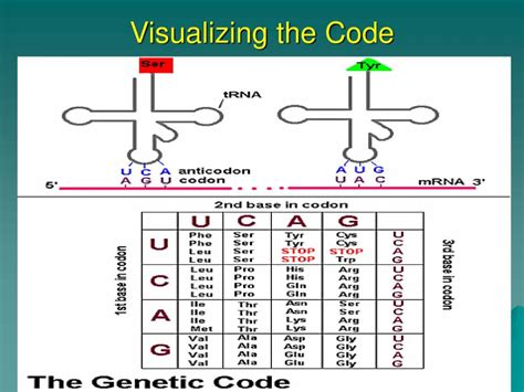 Gene Code Powerpoint Slides Learnpick India