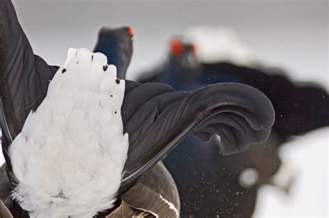 David Tipling From Amateur To Professional Nature Ttl