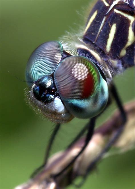 Insect Macro Pentax User Photo Gallery