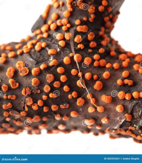 Disease On A Tree Branch Isolated On A White Background Stock Image Image Of Background