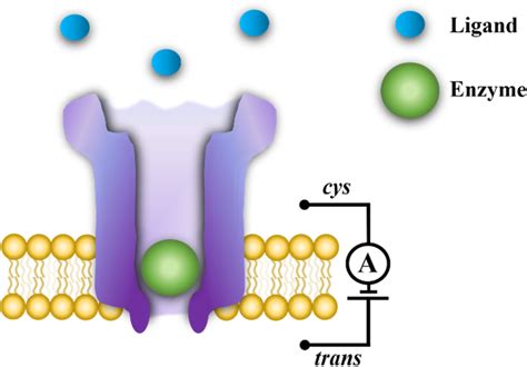 Image Of A Nanopore In A Lipid Bilayer With An Enzyme Inside The