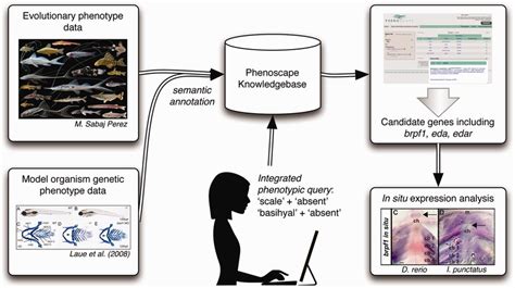 Flow Chart Showing Computational And Experimental Steps Used To Propose Download Scientific