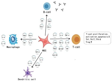 A Diagrammatic Representation Of Immunomodulatory Properties Of Mscs In