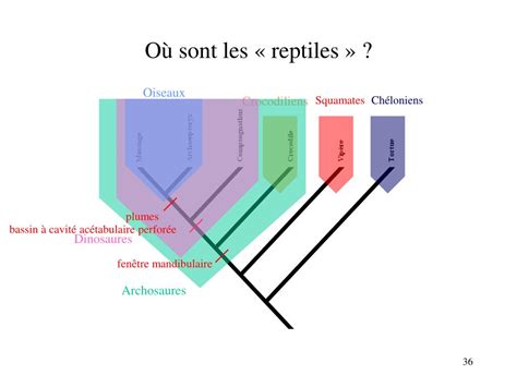 Ppt La Classification Des êtres Vivants Powerpoint Presentation