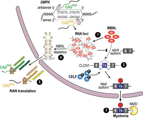 here we provide our perspective on one type of rna motif mutation rna