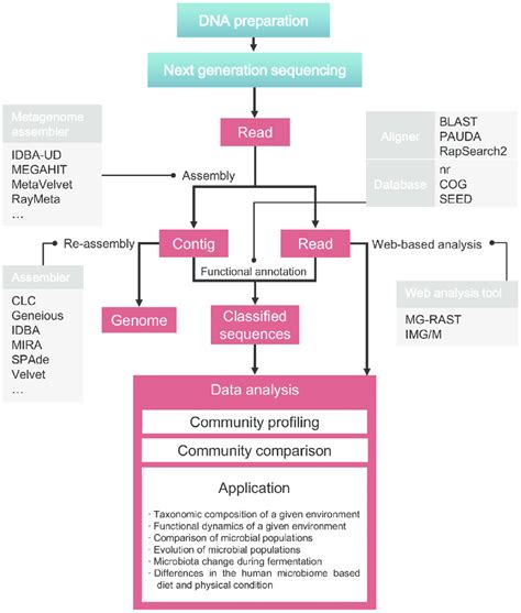 General Strategy For Metagenomic Approach Several Bioinformatic Tools Download Scientific
