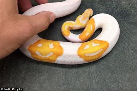 Sssssmile Python Is Found With Incredible Emoji Markings Ball Python