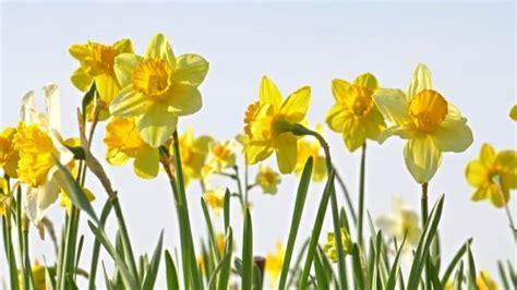 Jump Into Pleasure Spring Sex Toys And Sensual Tips Lovense Sex Blog