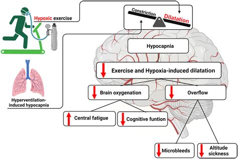 Exercise‐induced Potentiation Of The Acute Hypoxic Ventilatory Response