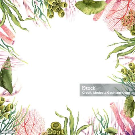 수중 산호와 식물과의 프레임 테두리 손으로 그린 수채화 그림은 흰색 배경에 분리되어 있다 국경에 대한 스톡 벡터 아트 및 기타