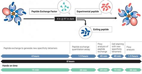 Mbli Resources Mhc Class I And Class Ii Tetramers