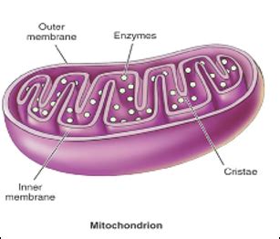 Level Cells Flashcards Quizlet