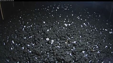 Mushroom Object Detection Dataset And Pre Trained Model By Sussy Mushroom V3