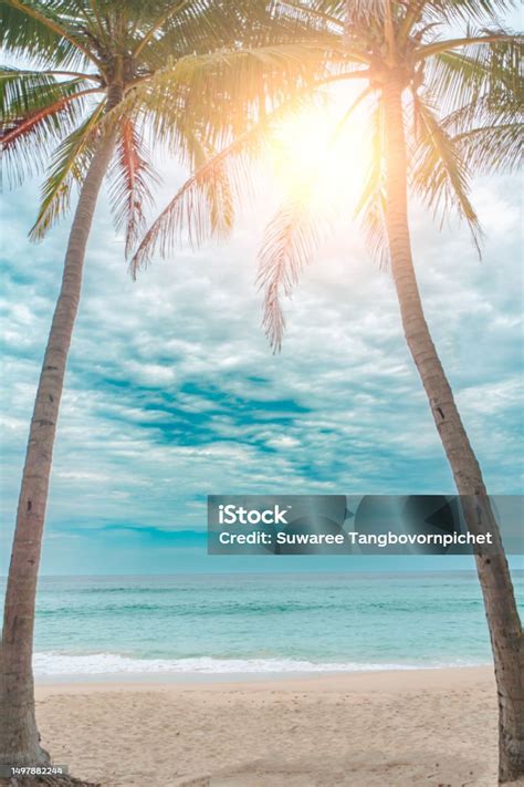 열대 여름 해변 모래와 코코넛 야자수 배경이 있는 아름다운 하늘 물에 대한 스톡 사진 및 기타 이미지 물 섬 야자 나무