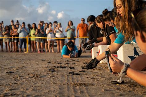 Conservation Sea Turtle Inc