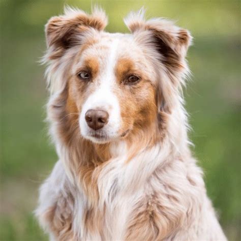 Mini Aussie Colors Merle Solid Colored And More