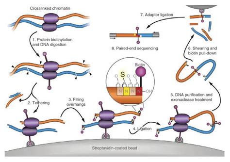 三维基因组技术（三）：hi C 数据比对及hic Pro的使用 Public Library Of Bioinformatics