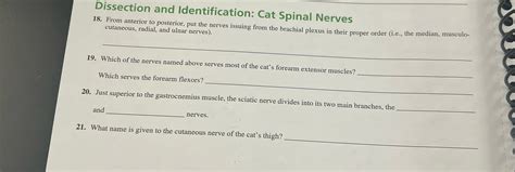 Solved Dissection And Identification Cat Spinal Nerves18