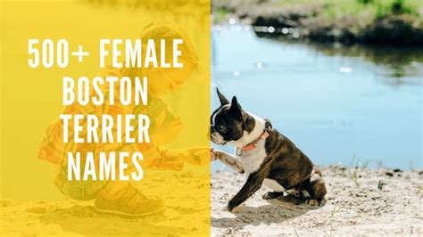 500 Female Boston Terrier Names Rkraftysprouts