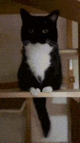 Maxwell Cat  Maxwell Cat Cat Meme Descobrir E Compartilhar S