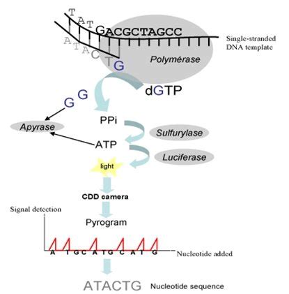 Pyrosequencing Process Download Scientific Diagram
