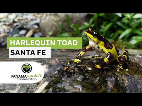 Variable Harlequin Frog