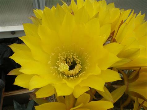 Trichocereus Hybrid Dutchmans Gold Cactus Flowers