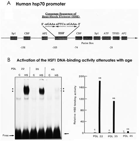 Heat Shock Induced Activation Of Hsf1 Dna Binding Activity In Young Download Scientific