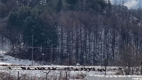 독수리 떼 2024 2 철원 문혜리 텃골 어느 사유지 Youtube