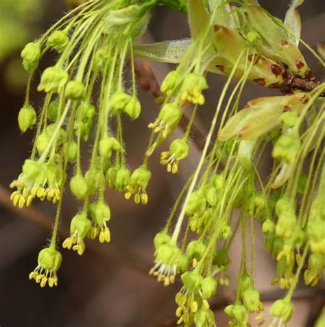 Nursery Work Maple Pollination Collection Of Seed And Sapling
