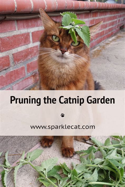 Pruning My Catnip Garden Summers Fabulous Cat Life