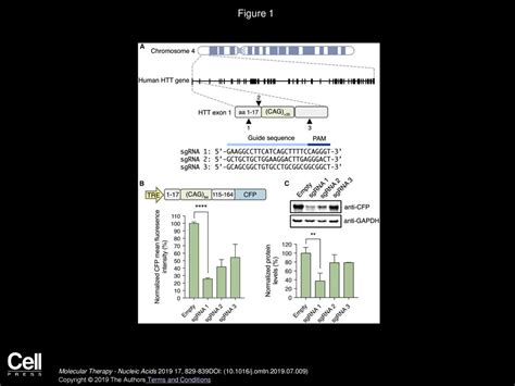 Crispr Cas9 Mediated Genome Editing Increases Lifespan And Improves Motor Deficits In A