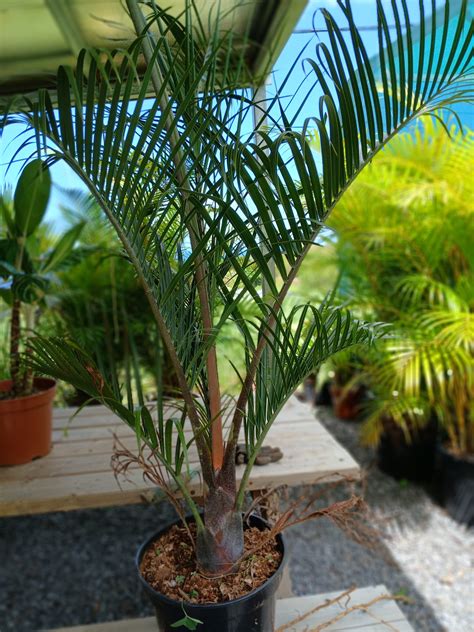 Dypsis Decaryi Palmier Triangle Pépinière à Saint Philippe 974