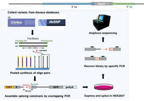 Massively Parallel Splicing Assay To Examine Splicing Errors Caused By Disease Related Intronic