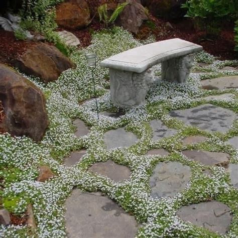 Pin By Michaelle Norman On Yard Snow In Summer Ground Cover Ground