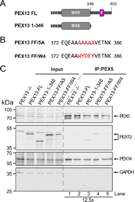 Pex13 Fxxxf Motif Modulates Pex5 Binding Pex13 Fl Pex13 1 346 A And