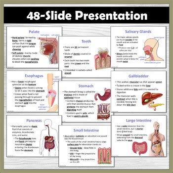 Digestive System Anatomy Doodle Notes PPT Slides Lecture Notes