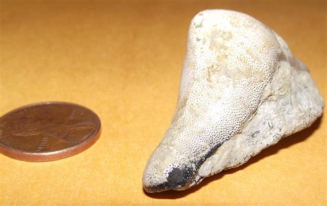 Class Chondrichthyes Kansas Geology