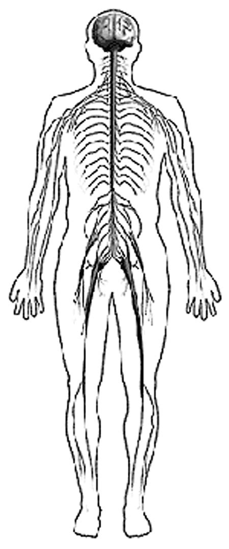 Sistema Nervioso Humano