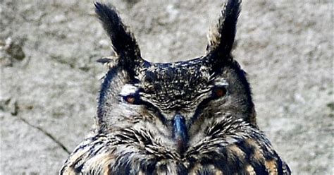 시화호에 서식하는 수리 부엉이