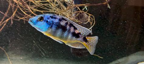 Chibi Aquarium
