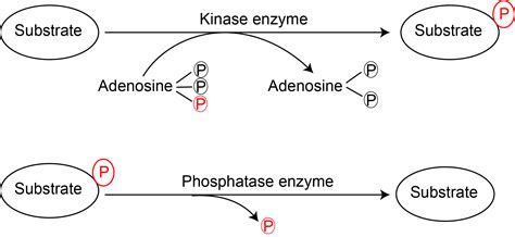 Introduction To Phosphatases And Phosphatase Inhibitor Cocktails Goldbio