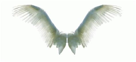 Angel Wings White Sticker Angel Wings White Flying  탐색 및 공유