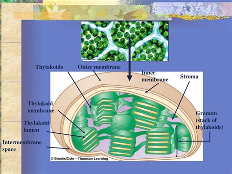 Ppt Photosynthesis Capturing Energy Powerpoint Presentation Free